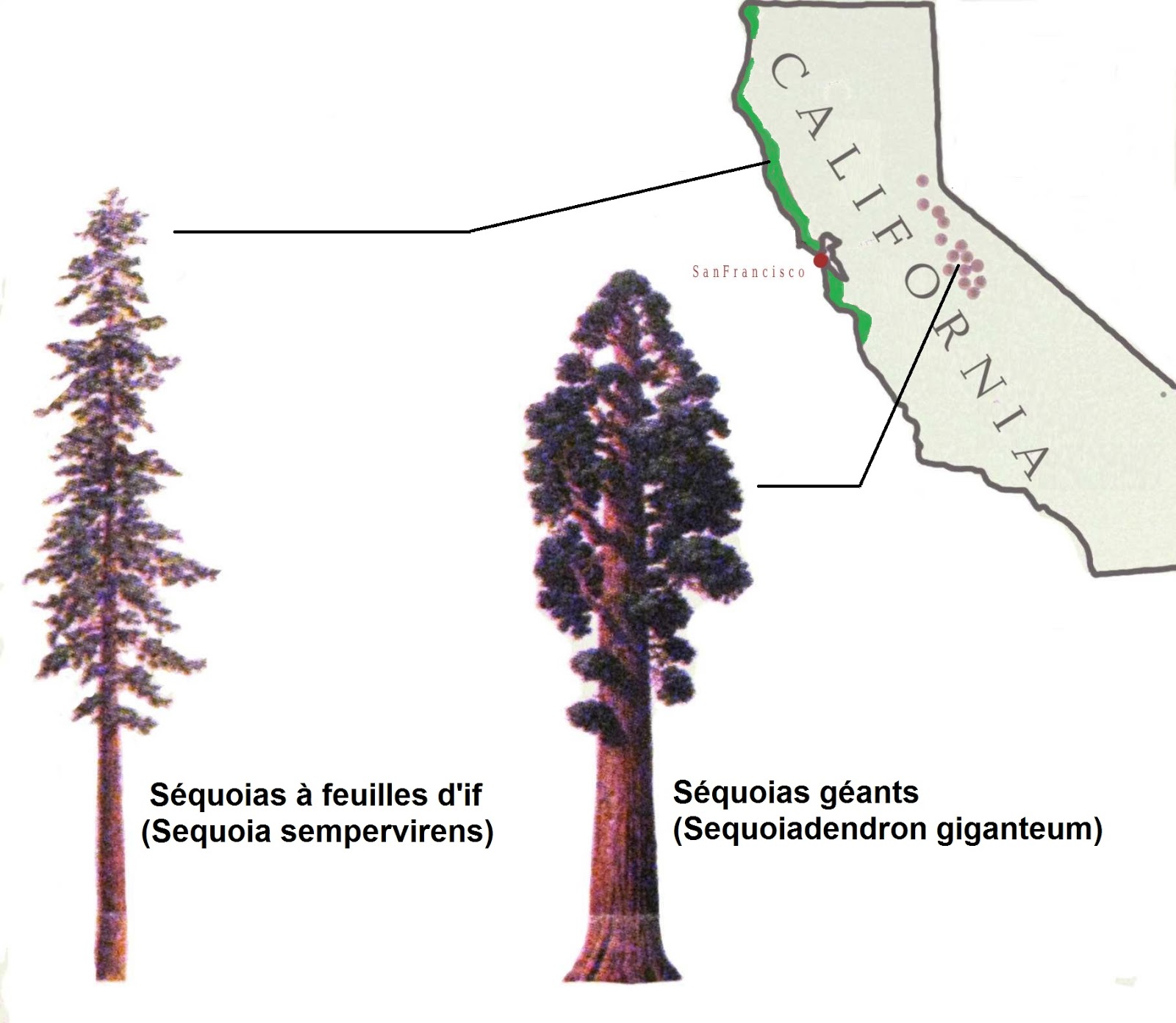Les tribulations d'une famille française en Californie: Sequoias VS ...