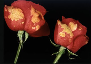 Tecnologo En Cultivo,Producción Y Poscosecha De Rosas Y Alstroemerias ...