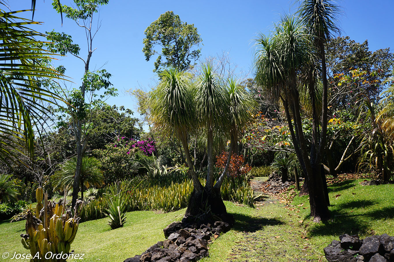 El Jardín de la Barrosa: Viajes recientes. Jardines tropicales: El ...