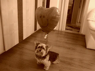 The most charming dogs in the world!: Yorkshire Terrier