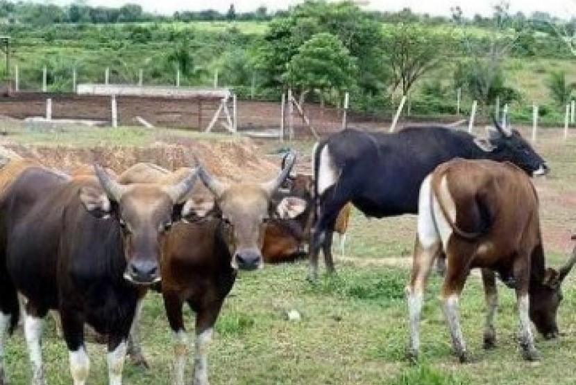 Karakteristik Sapi Bali - Kumpulan Materi Pengetahuan Umum