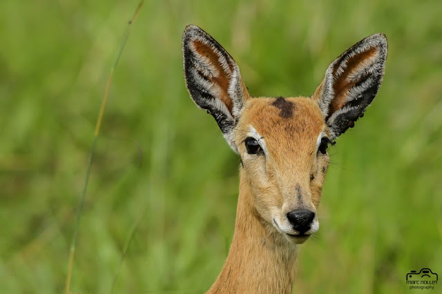 Oribi part 1 - st photorama