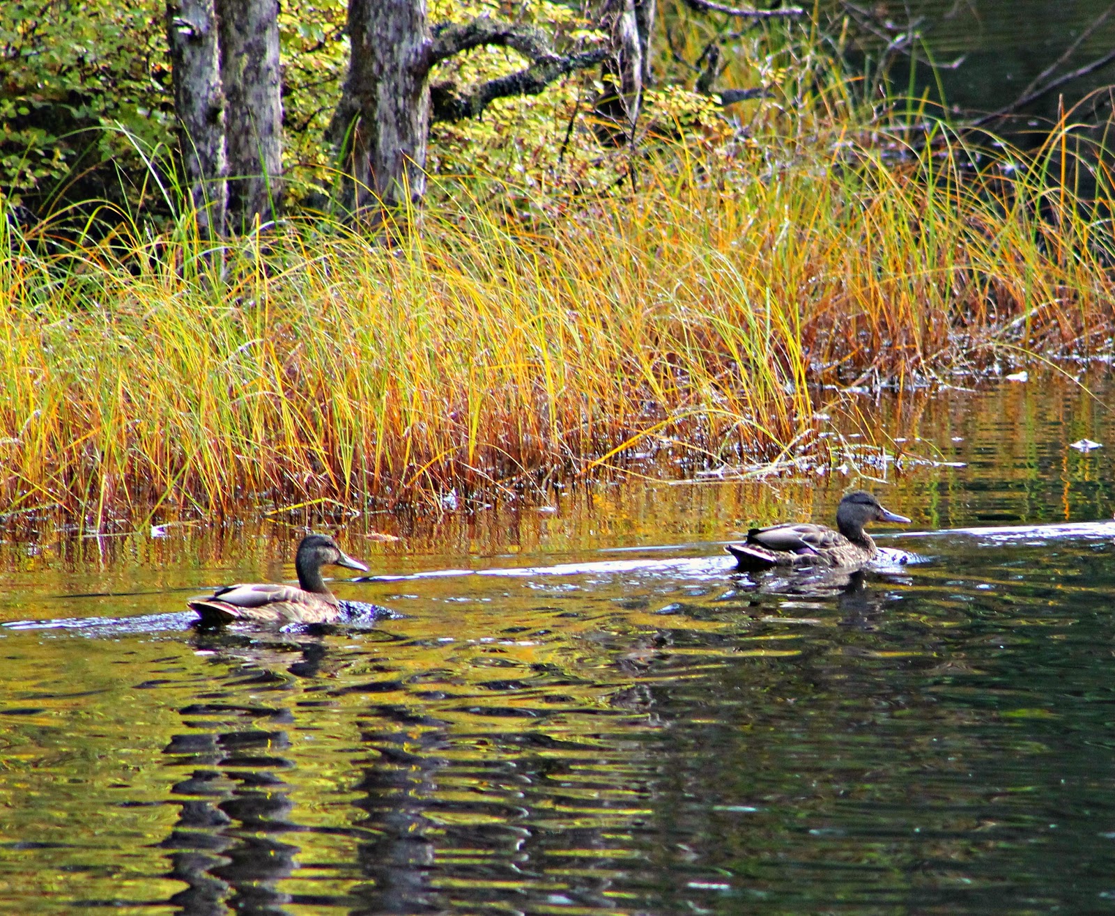 Sandra's Alaska Photography: Pets