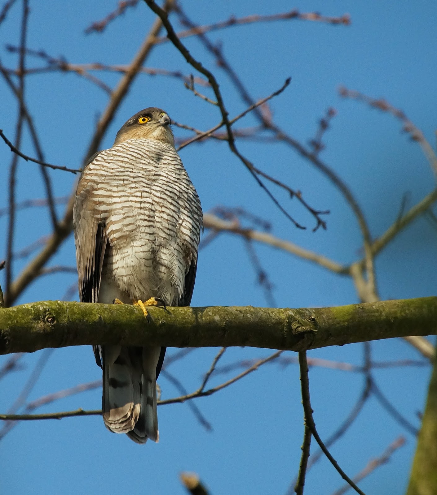 De wereld door mijn lenzen: De Havik, de Sperwer, de Torenvalk en de ...