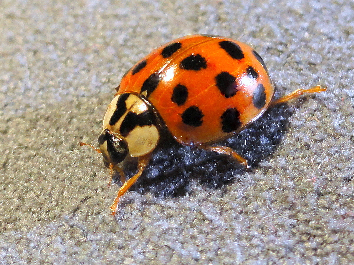 Wanderin' Weeta (With Waterfowl and Weeds): Ladybug, ladybug, fly ...