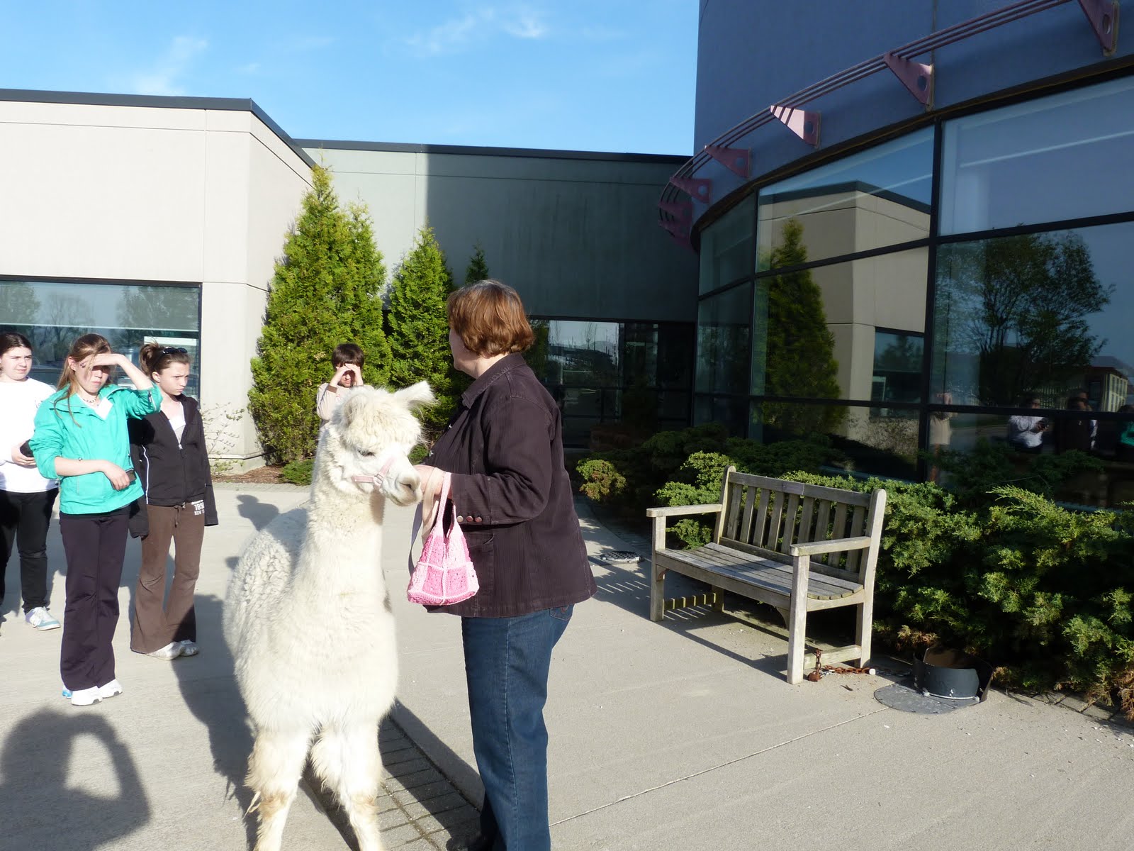 Serena, the Unflappable Alpaca