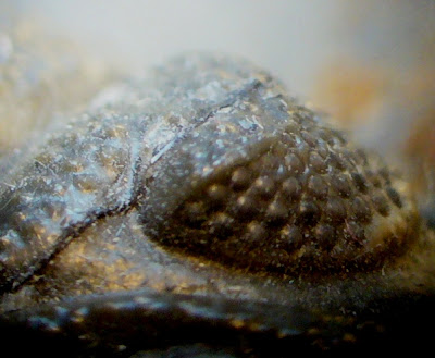 Dave Hubble's ecology spot: The eyes have it: Trilobites as models of ...