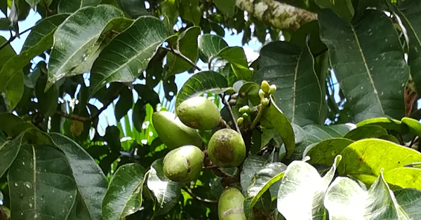 Pili Pulp Oil by Casa de Lorenzo