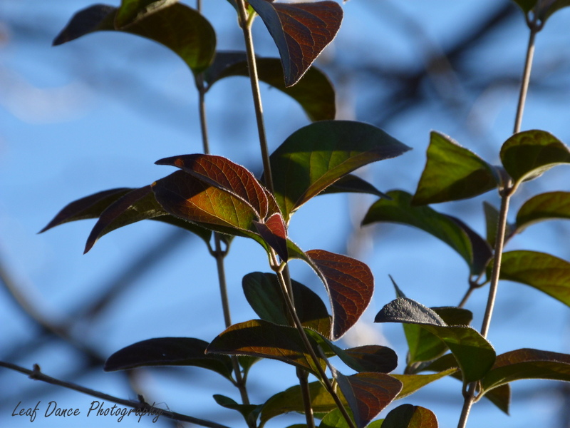 Leaf Dance Photography: Days of Autumn 23 : Photogenic weed ;)