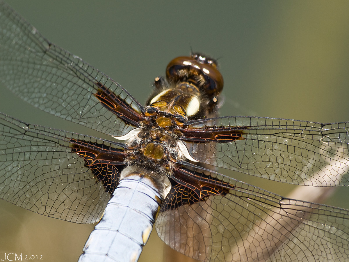 Fauna del Valle - Fotografía de Naturaleza: Libélulas en el valle