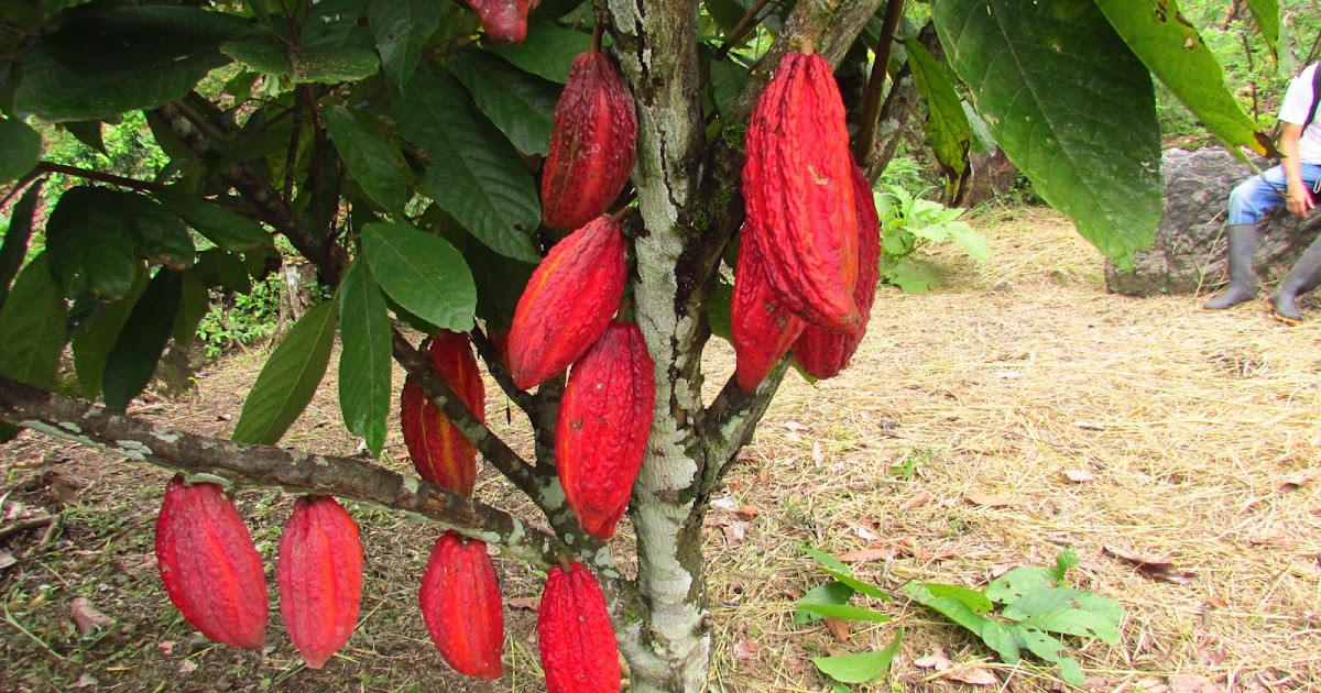 Amazon Andes - Healty | Sustainable | Fair : The genome sequence of the ...