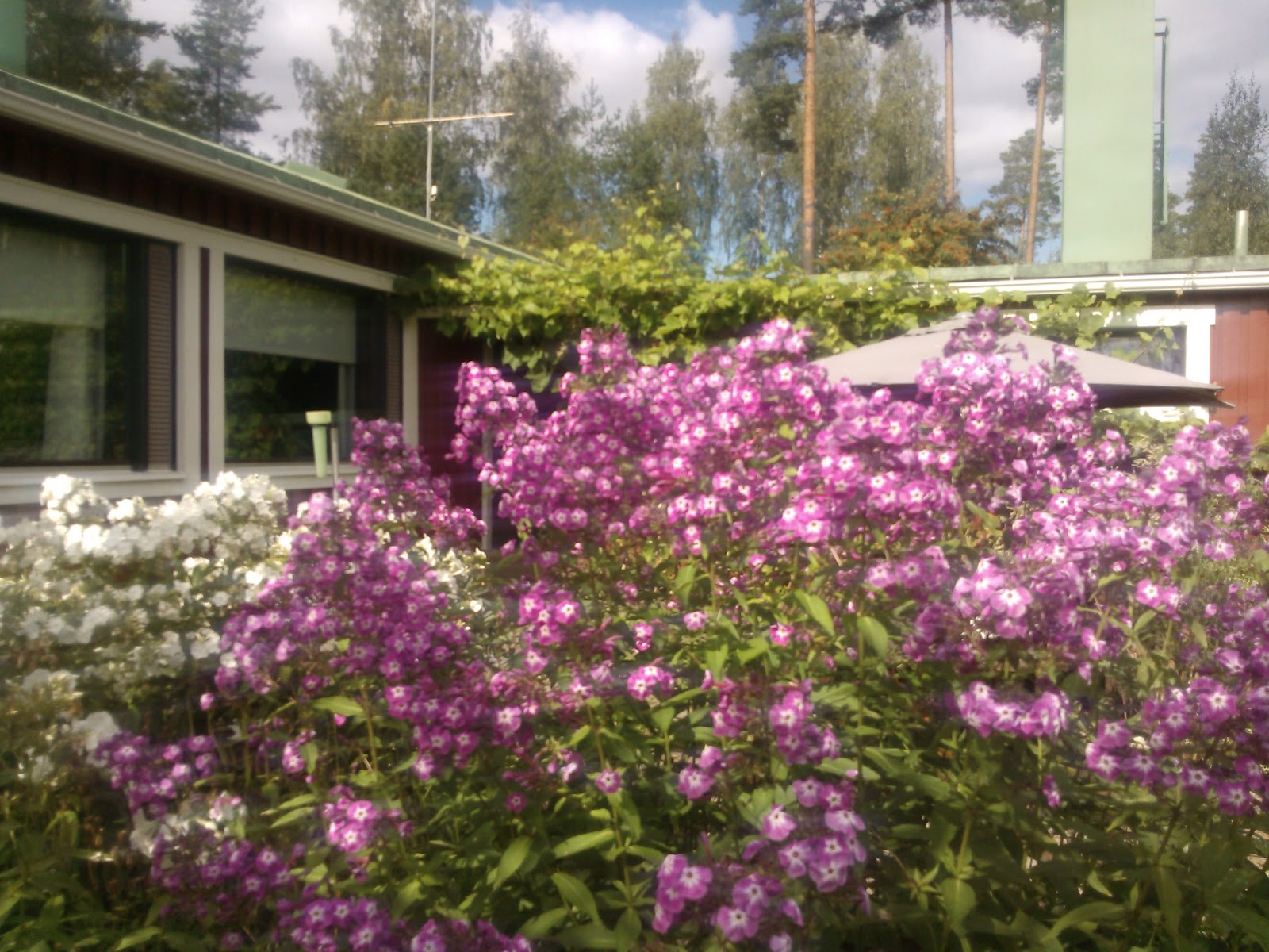 Maalaisarkea: Perennapenkki