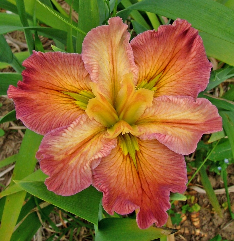 World of Irises: Diversity of Color in Louisiana Irises - Red Irises
