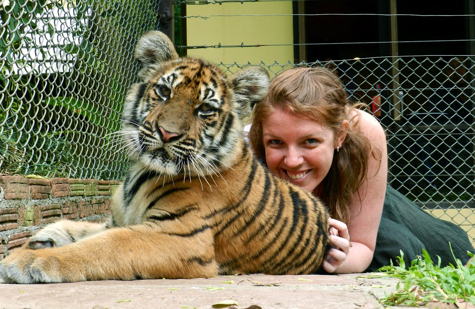 GEOGRAFI LINGKUNGAN: HARIMAU ; KUCING BESAR LORENG PENGUASA RIMBA BELANTARA