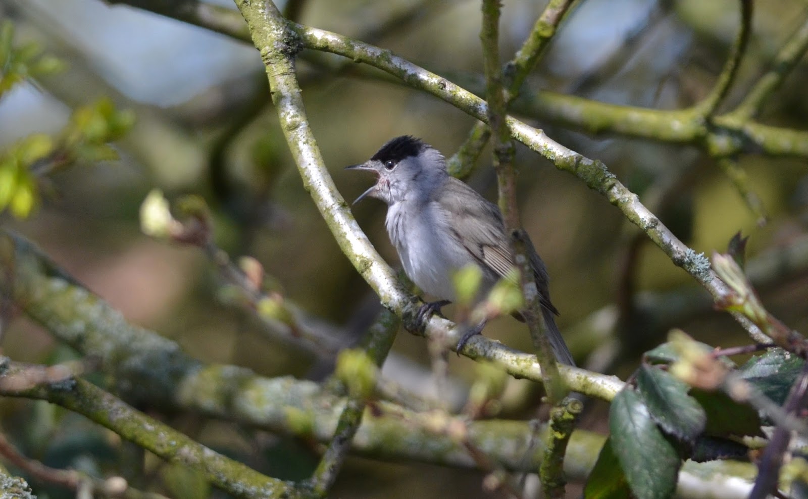 The Early Birder: Woolston Eyes Nature Reserve
