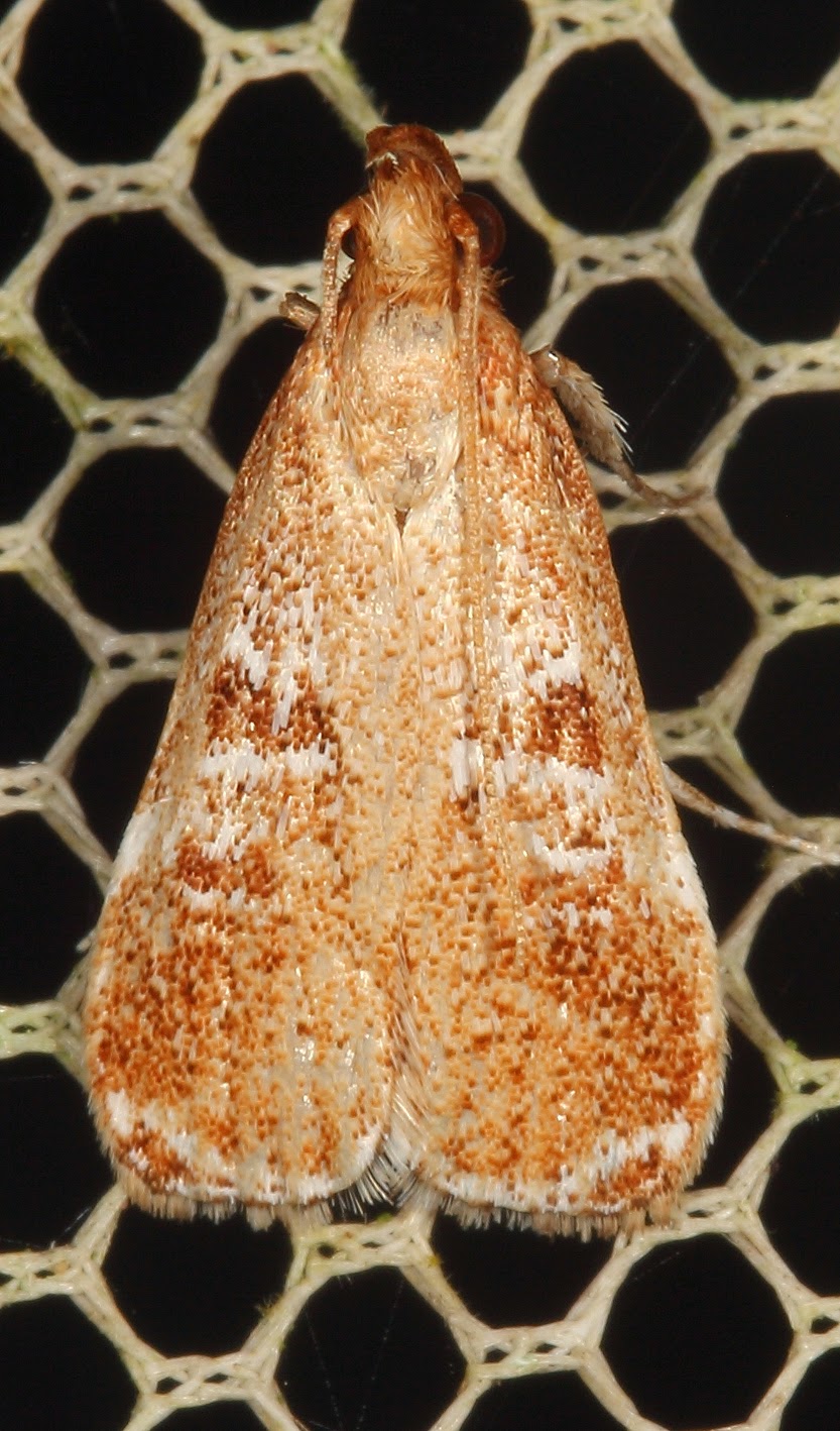 BunyipCo: Spring Moths