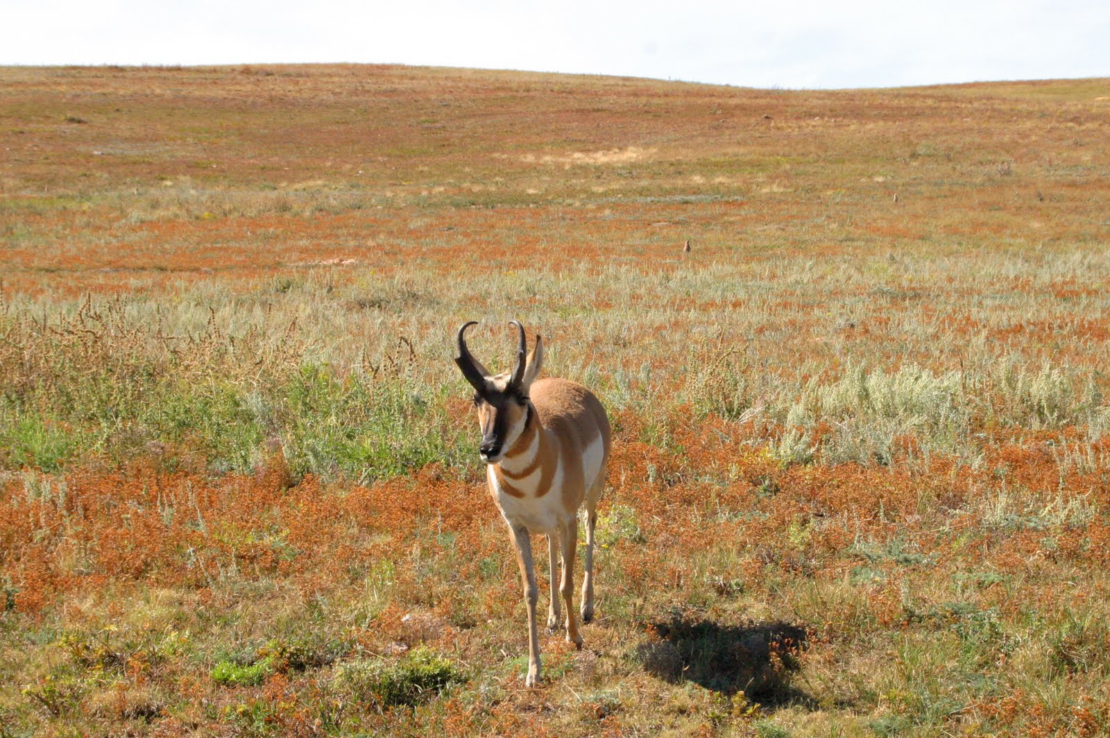 Dan and Eileen on the go: Animals of the Black Hills