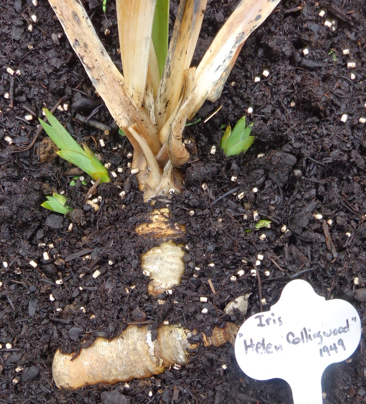Daniel's Pacific NW Garden: Bearded Iris Raised Beds