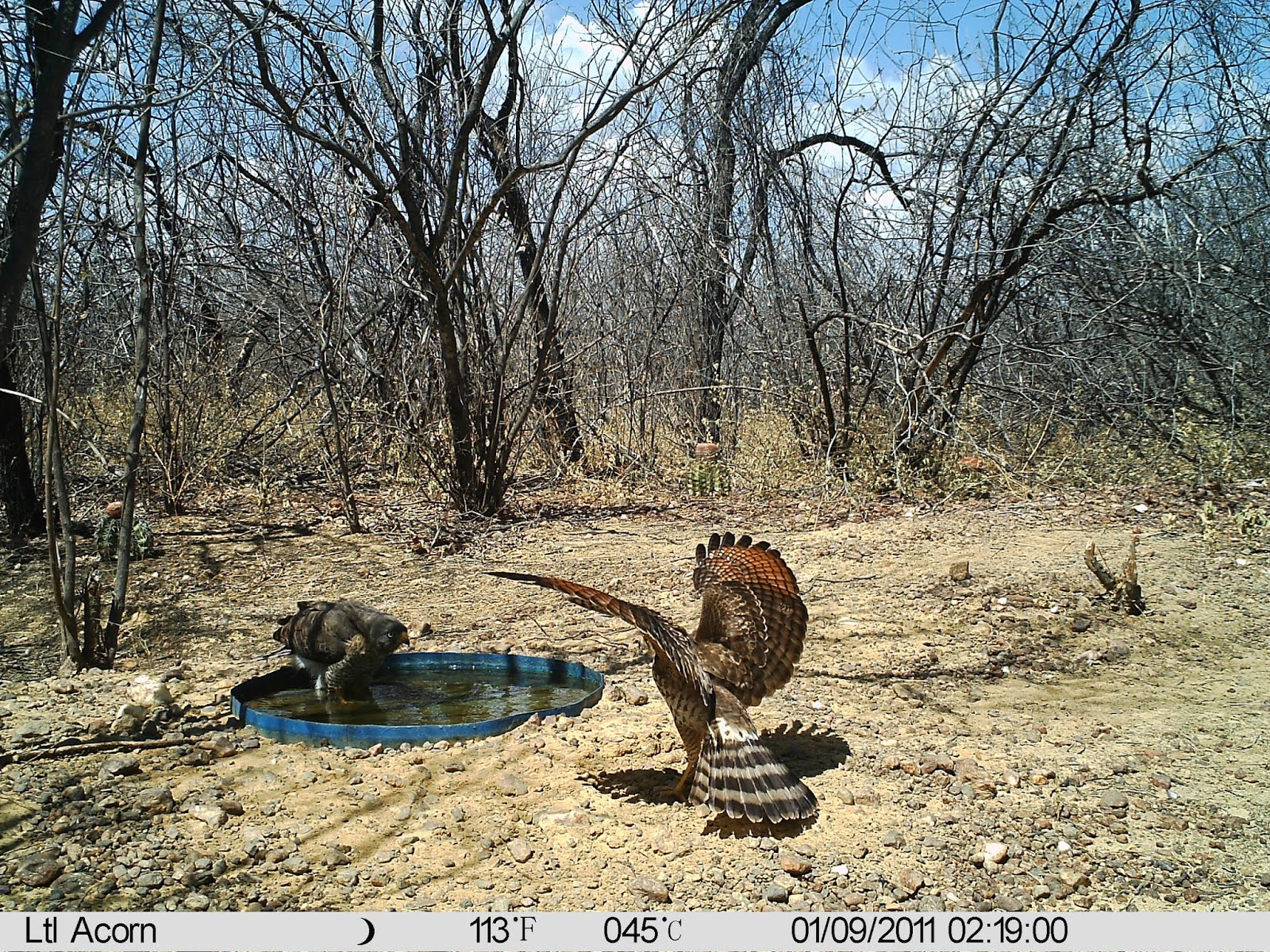 Fatos e Fotos da Caatinga: Os animais da caatinga e a seca