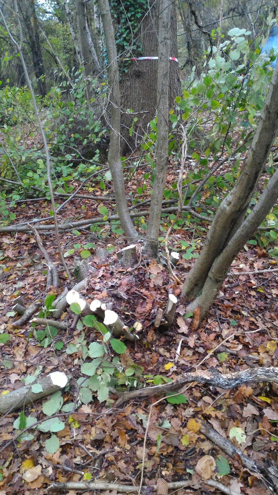 Woodland Management: A Guide: Hazel Coppice Restoration