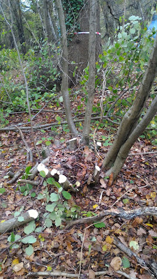 Woodland Management: A Guide: Hazel Coppice Restoration