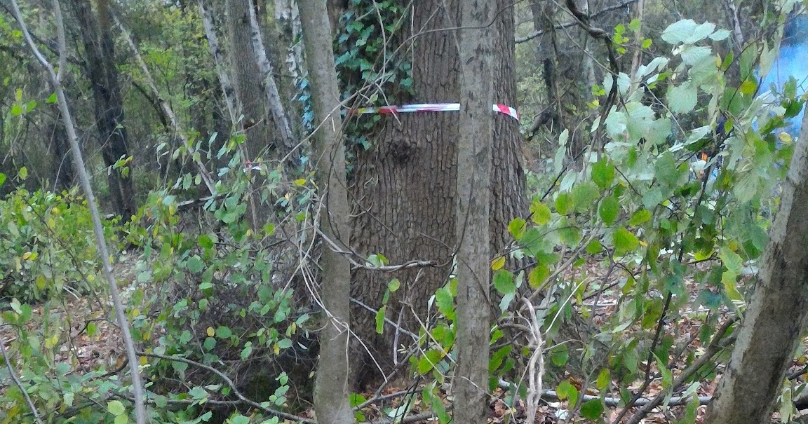 Woodland Management: A Guide: Hazel Coppice Restoration