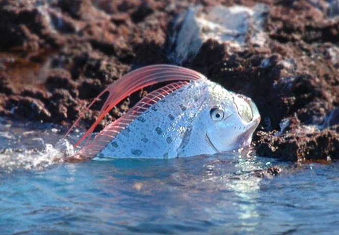 Fish Types: Oarfish