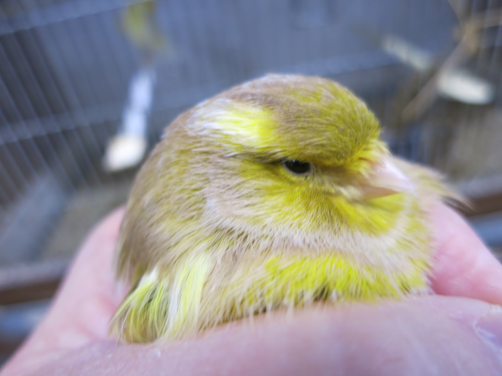 Canary Tales: Breeding Better Looking Birds Part 2 Feather Type - Buff ...