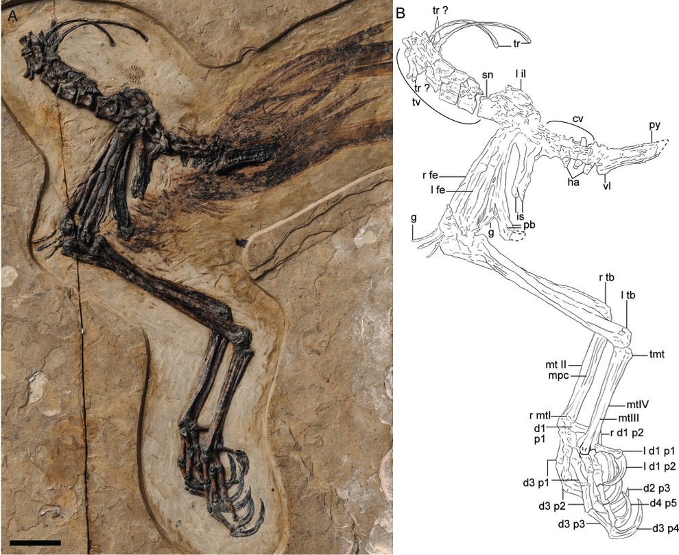Species New to Science: [PaleoOrnithology • 2015] Feitianius paradisi ...