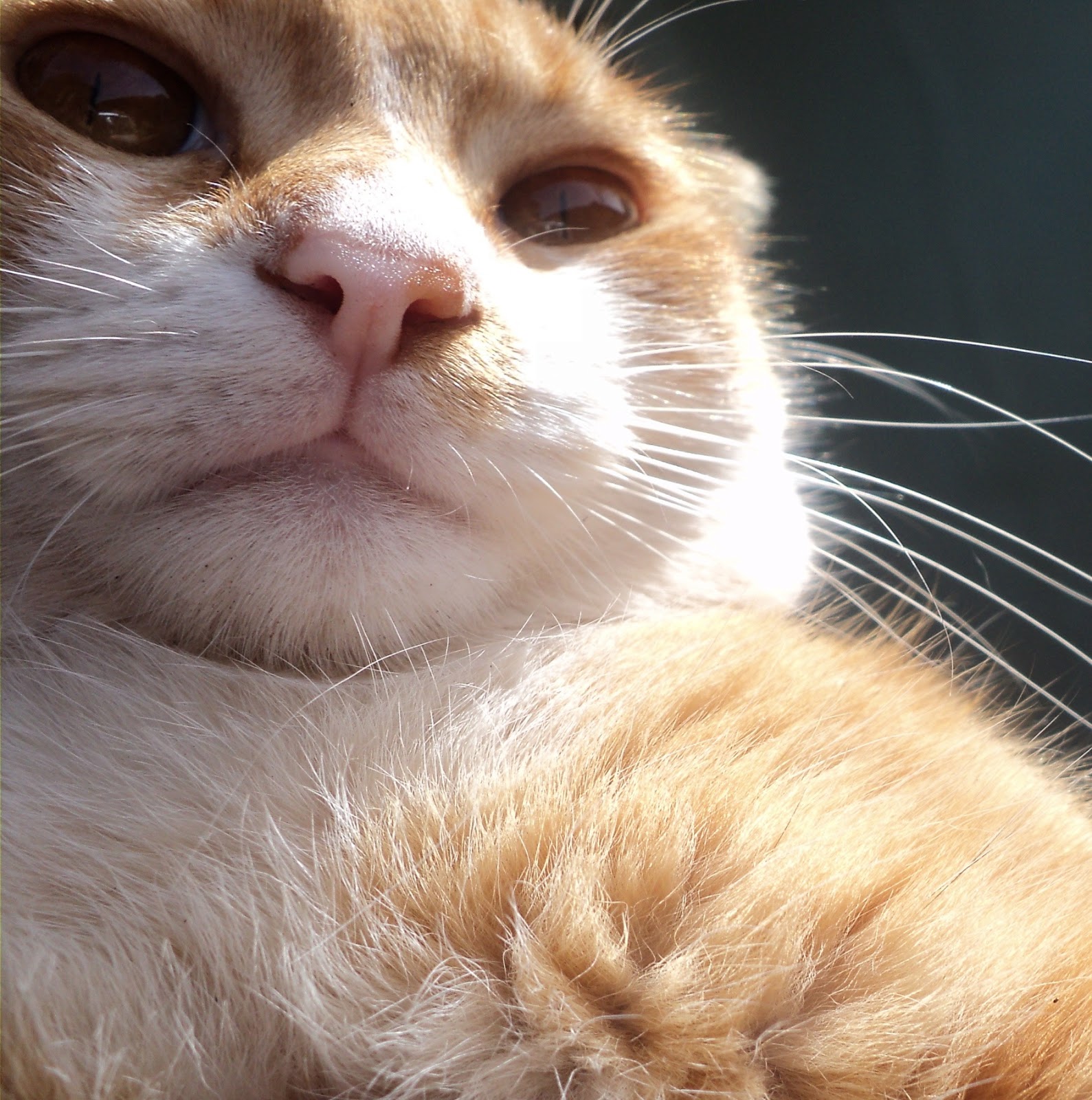 Intercultural: ¡ Me Gusta