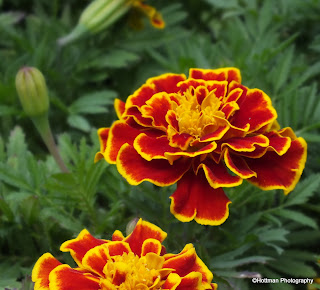 Hottman Photography: More Springtime Flowers