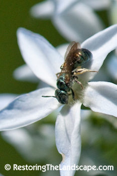 Restoring The Landscape With Native Plants: Native Bee Spotlight: Small ...