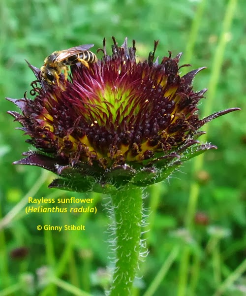 Green Gardening Matters: Rayless sunflowers, fall seedlings, & more