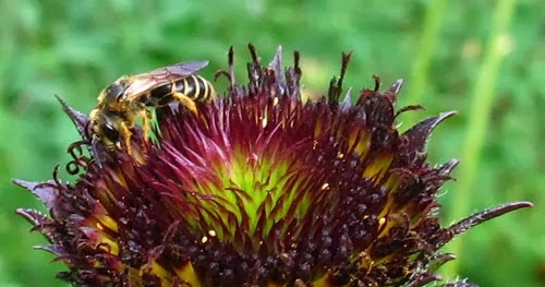 Green Gardening Matters: Rayless sunflowers, fall seedlings, & more