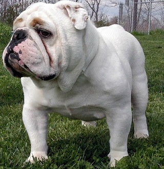 Medium-Sized Dog Breeds: Bulldog - compact dog