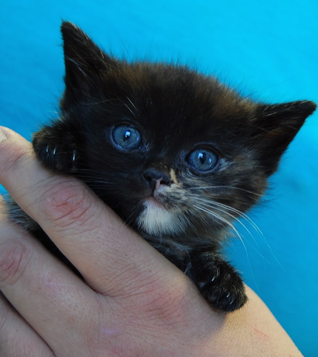 80 rescued kittens need foster homes and forever homes today!