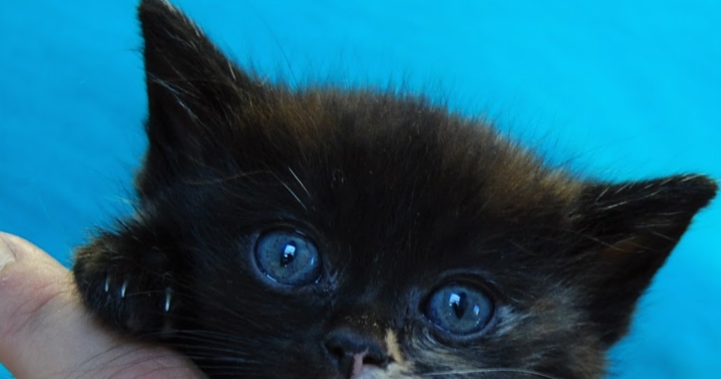 80 rescued kittens need foster homes and forever homes today!