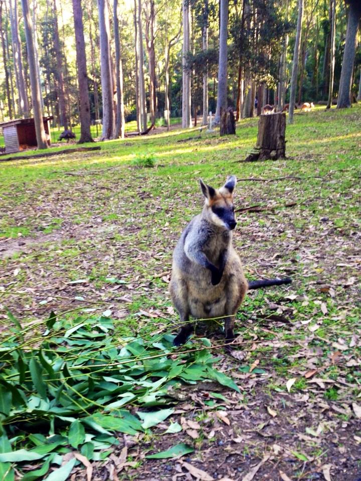 Miss Probasco and Barbie's Australian Adventure!: Kangaroo! Wahoo!