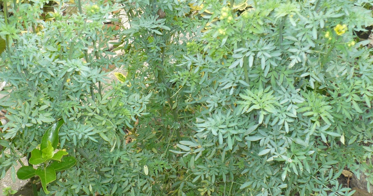 Plantas Medicinales & Eterna Juventud: RUDA beneficios medicinales