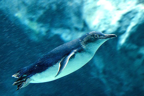 Os Fantásticos Animais do Planeta: Pinguim azul : A menor espécie de ...