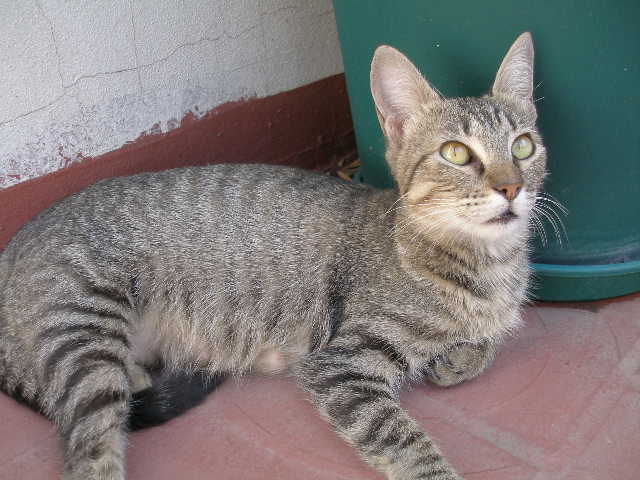 Adoptándonos: Melita, hermosa gata gris atigrada en adopción
