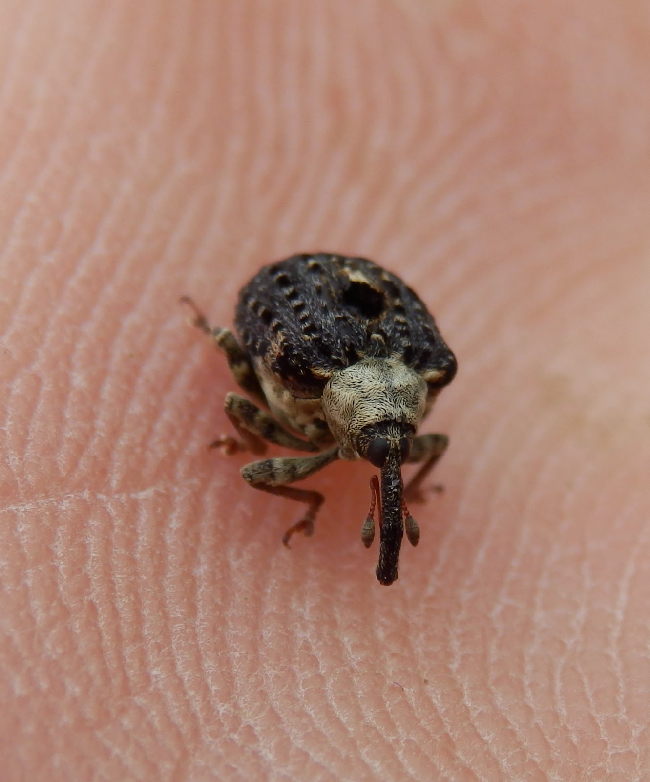 Figwort Weevil