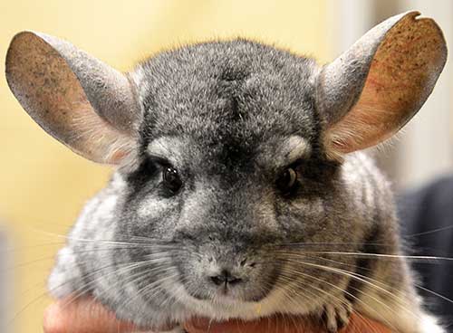 The Chinchilla Lover Gift Guide (With Clickable Links)