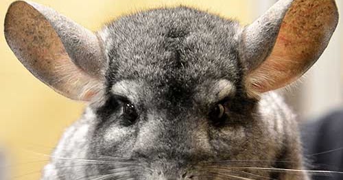 The Chinchilla Lover Gift Guide (With Clickable Links)