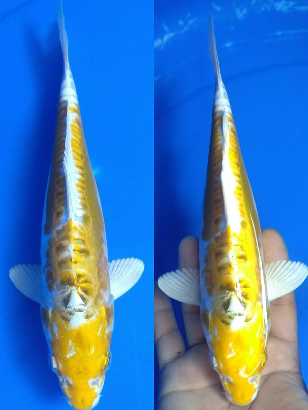 22+ Gambar Ikan Koi Rakus - Ikan Center