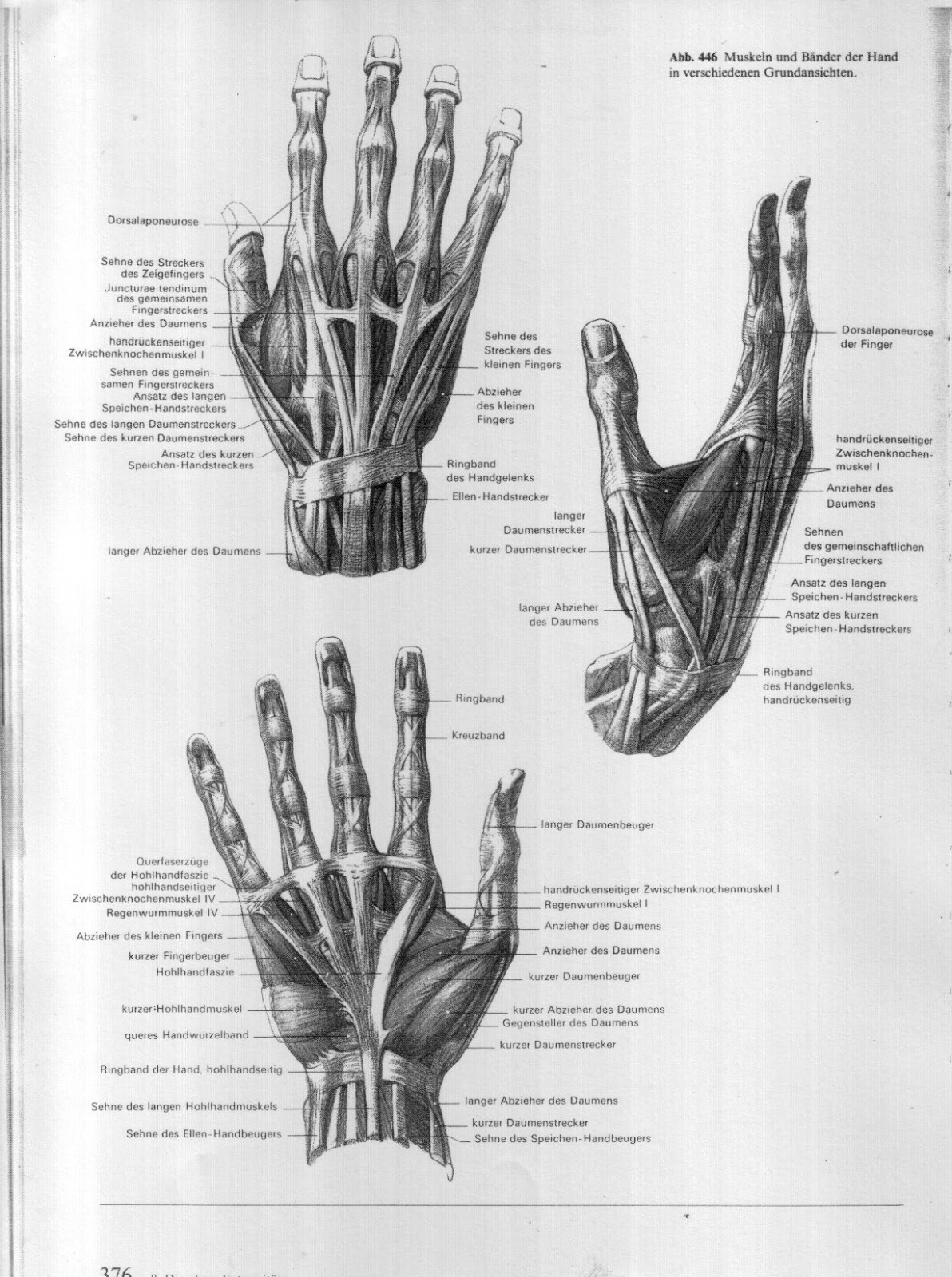 Polka Lines: Anatomy (by Gottfried Bammes)
