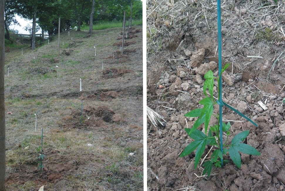 MAICES DEL NANSA: ¿LA CURUBA EN CADES?