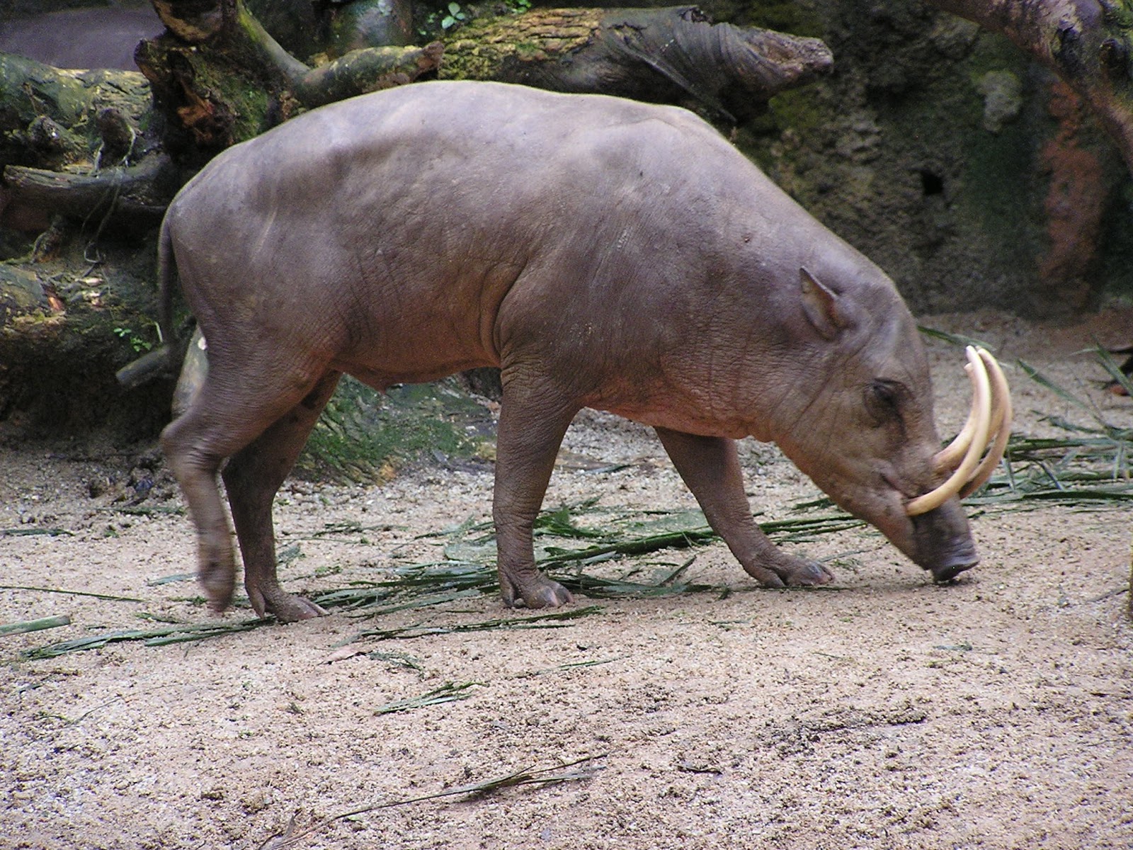 BIOFLAGRANTES*: BABIRUSA