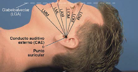 PRODUCCION Y TRATAMIENTO DE IMAGENES DIAGNOSTICAS: CAPITULO CRÁNEO Y ...