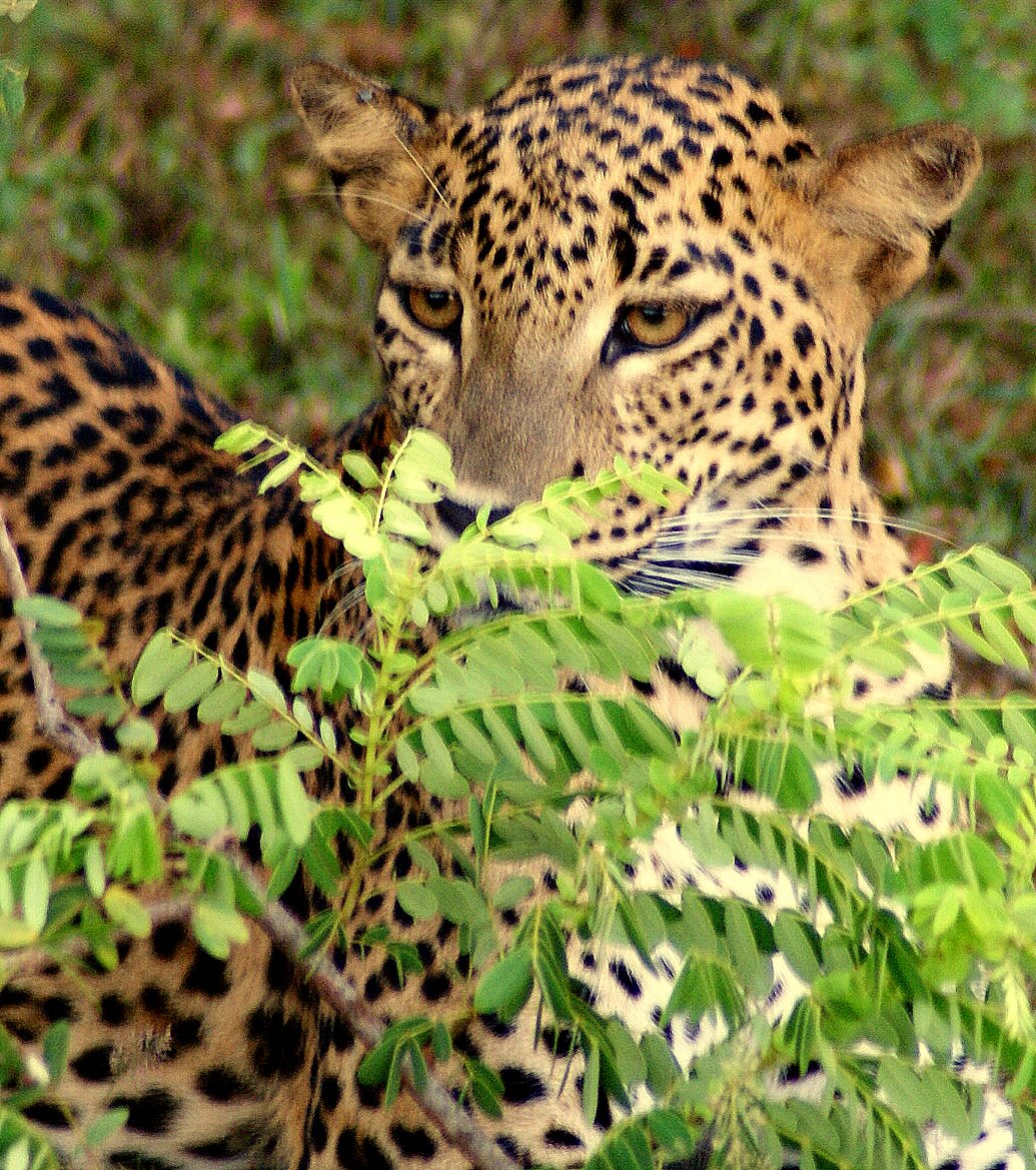 Discover-SriLanka: SRI LANKA - LEOPARD [ YALA NATIONAL PARK ]